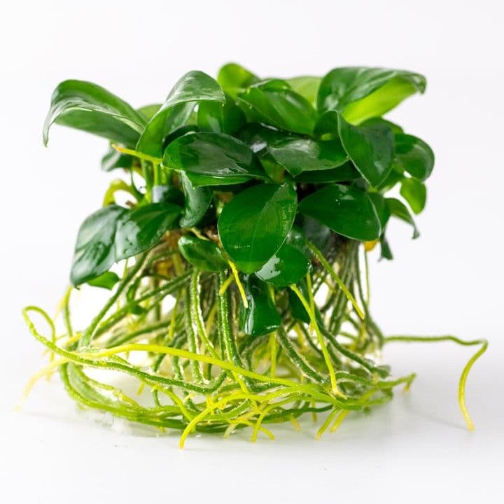 Anubias barteri nana Tropica 1-2 Grow